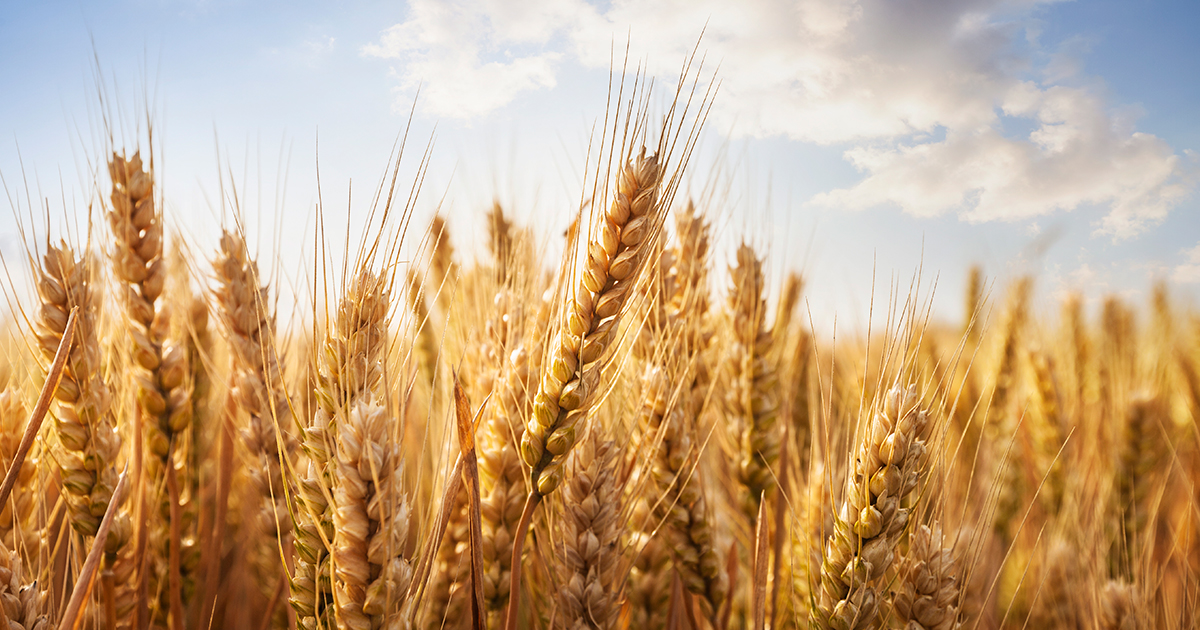 DICKEY-john | GrainLab GO™ Analyzer